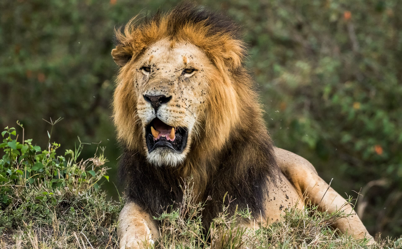 Safaris - Harem Adventures